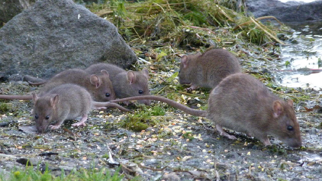 Rat infestation closes children's farm amid health fears