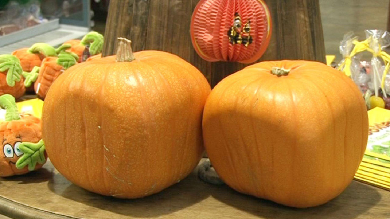 Pumpkins from Fife farm used to teach children about bullying