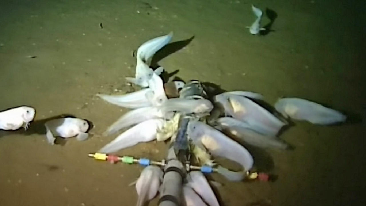 Aberdeen university scientists discover deepest fish in Mariana Trench