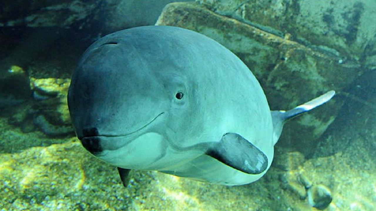 Scotland's harbour porpoises given greater protection
