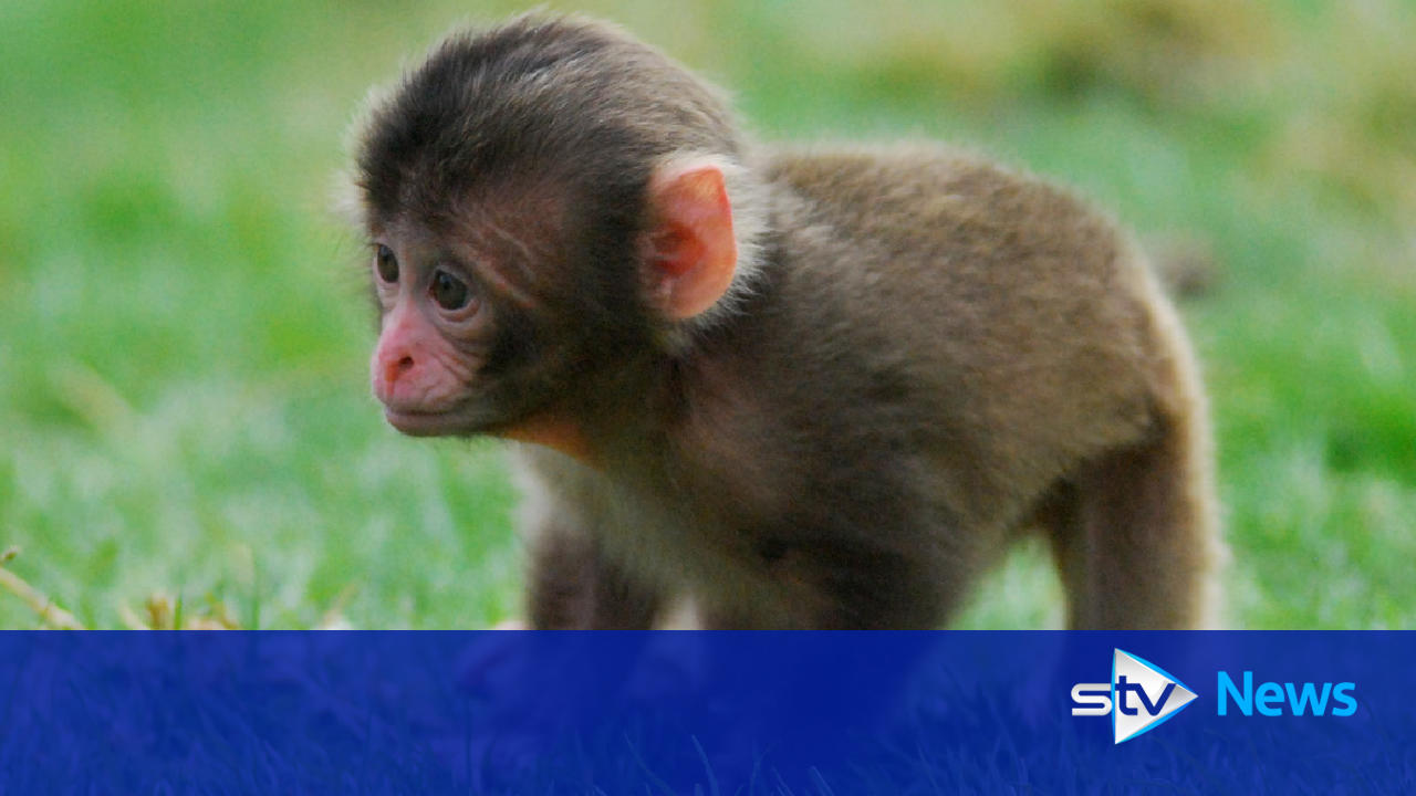 Trio of baby monkeys born at a wildlife park over the past month