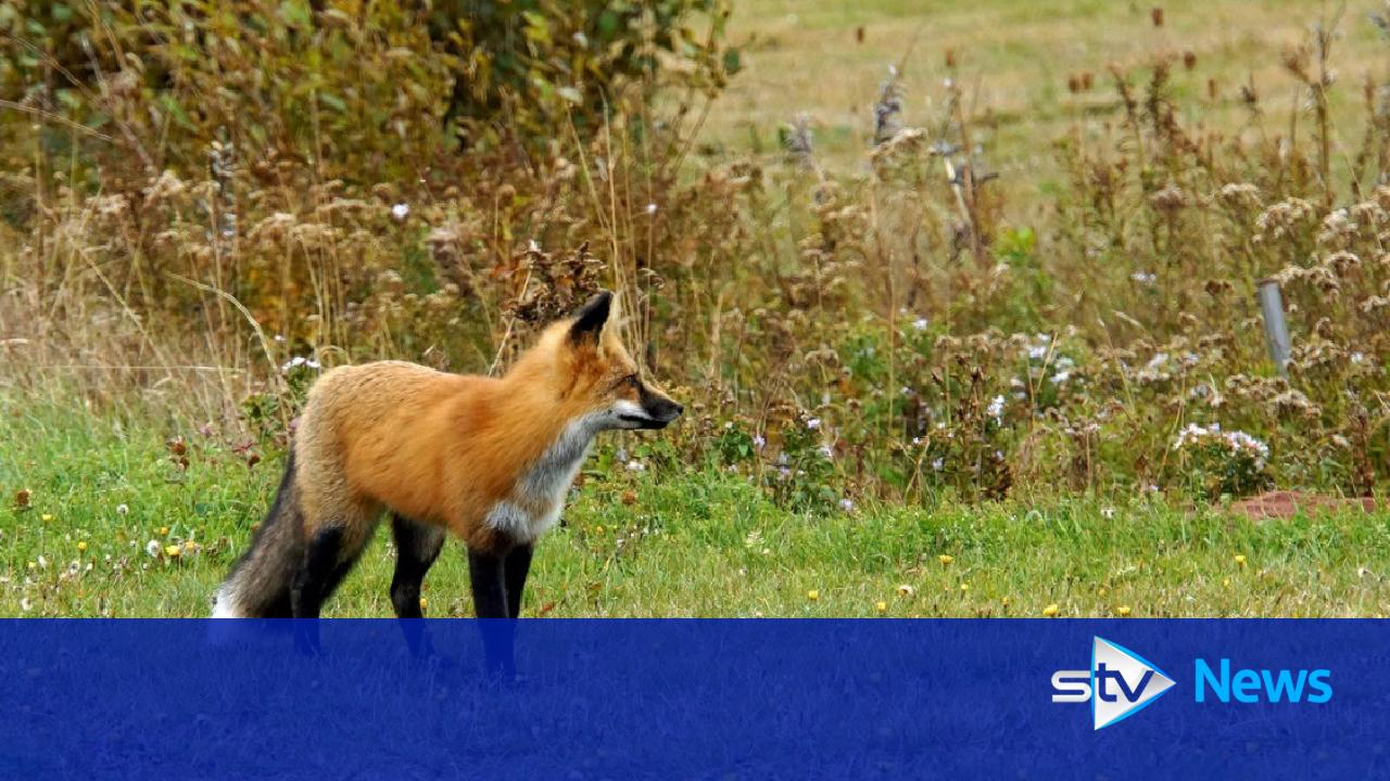 Charities claim fox was killed by pack of hounds at hunt