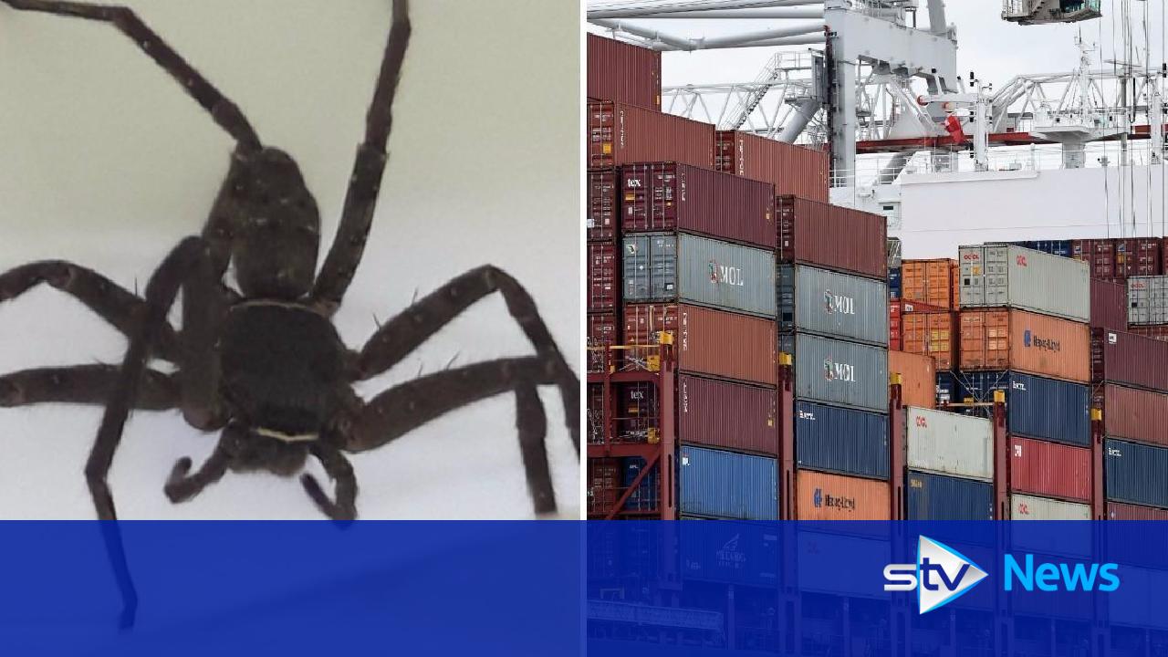Venomous spider found in shipping container in Dumbarton