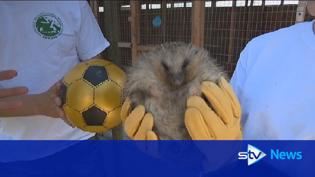 Obese Hedgehog