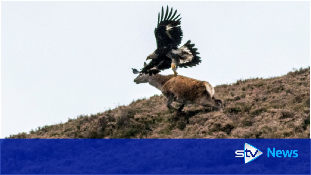 Incredible Photography Eagle Online News