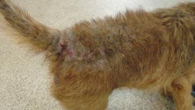 OAP banned for neglecting flea-ridden dog over six months