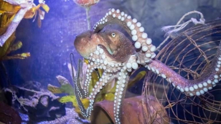Octopus escapes aquarium by squeezing through pipes to sea – STV News