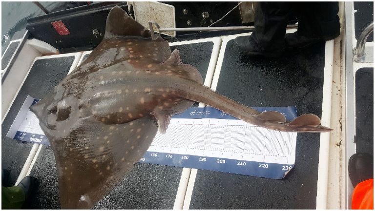 Scottish fisherman snares monster 300lb skate fish